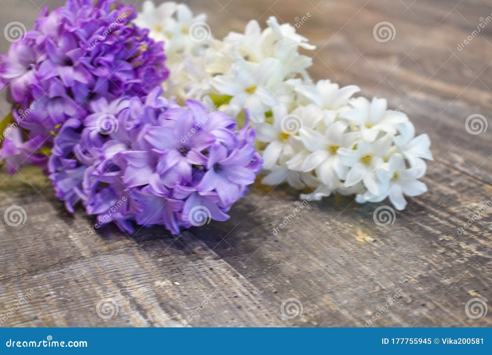 Flowers for Easter. Hyacinths on the Table. Flowers in the Interior ...
