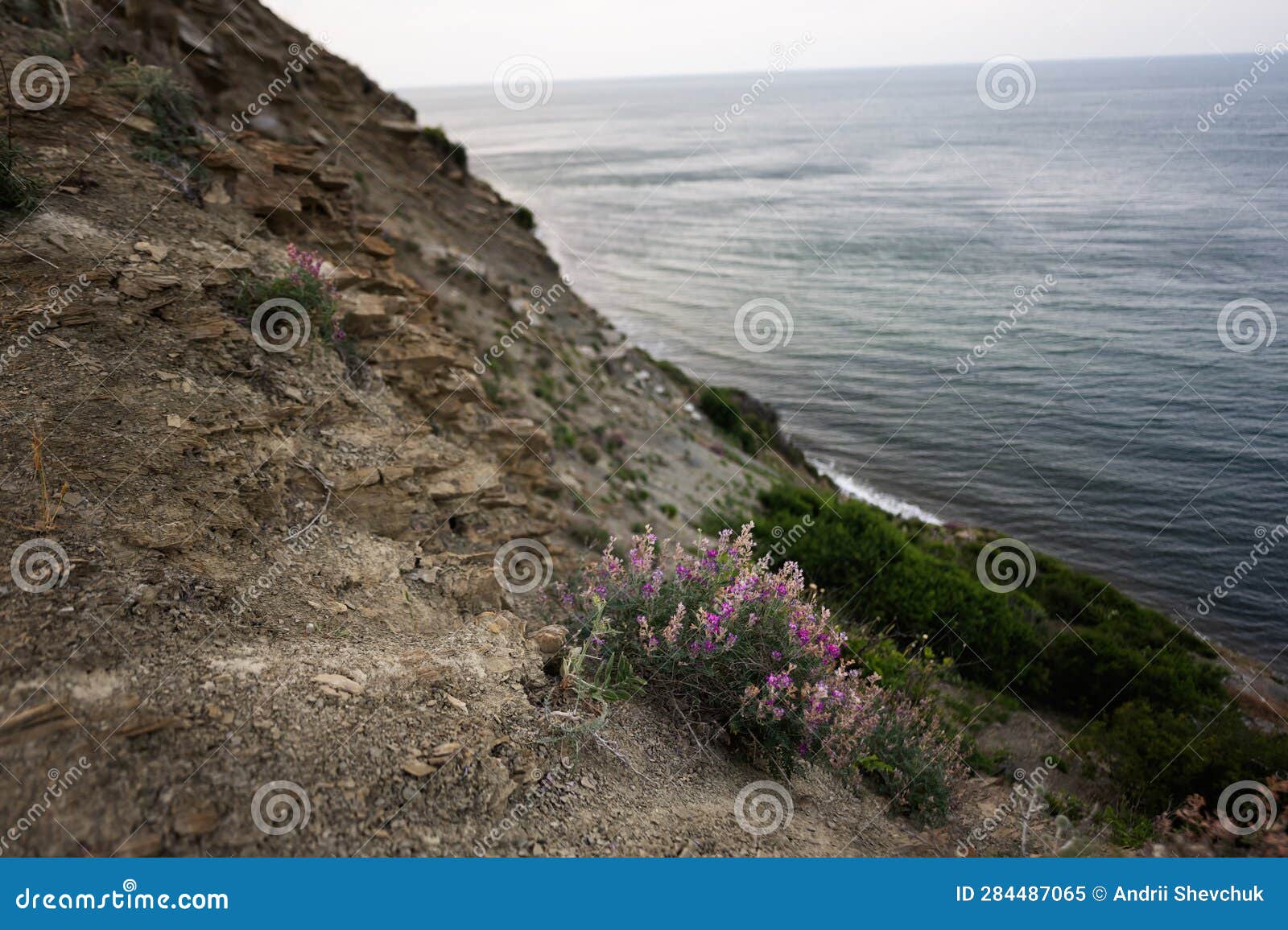 Flowers on the Edge of a Cliff by the Sea in Bulgaria Stock Image ...