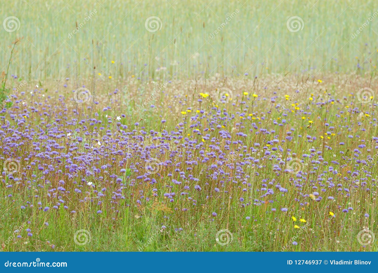 Flowers on the Edge of the Field Stock Image - Image of yellow, flowers ...