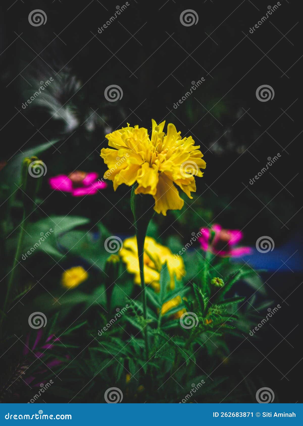 Flowers on the Edge of Garden Stock Image - Image of herb, green: 262683871