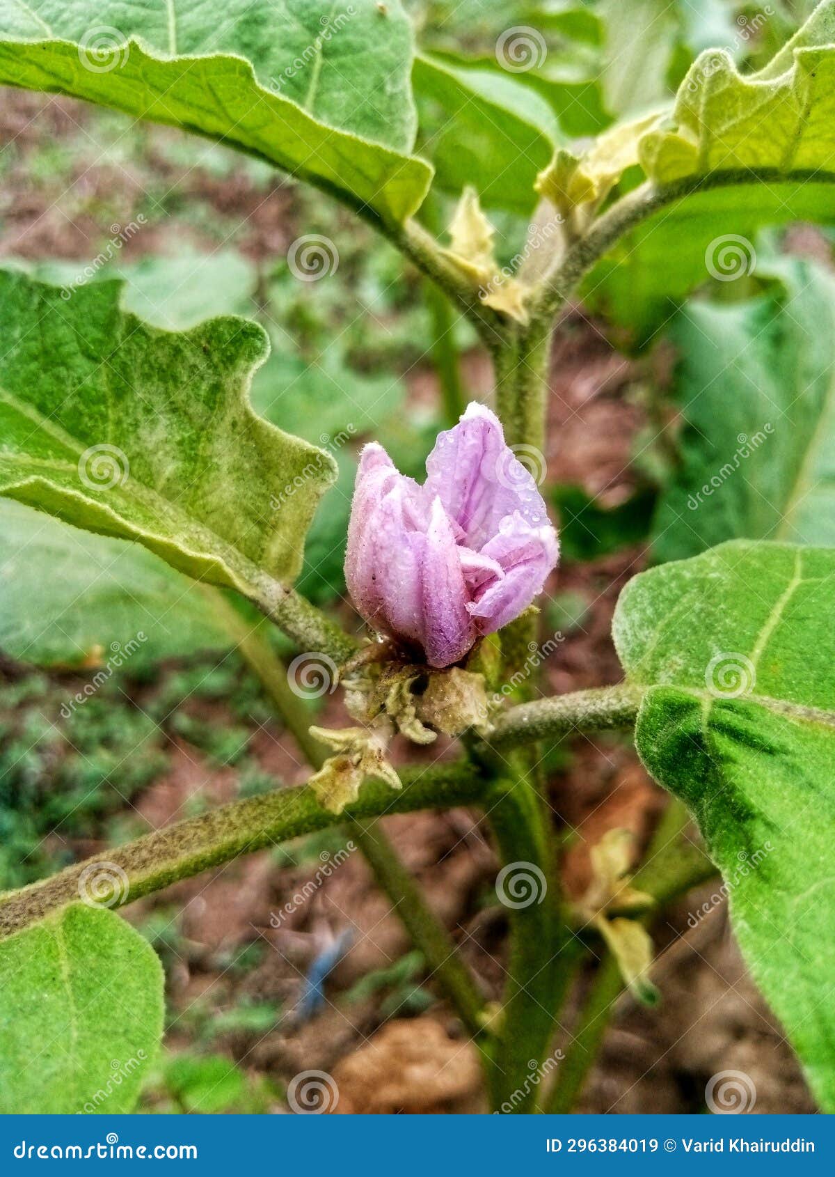 The Flowers of the Eggplant Plant are almost Blooming Stock Image ...