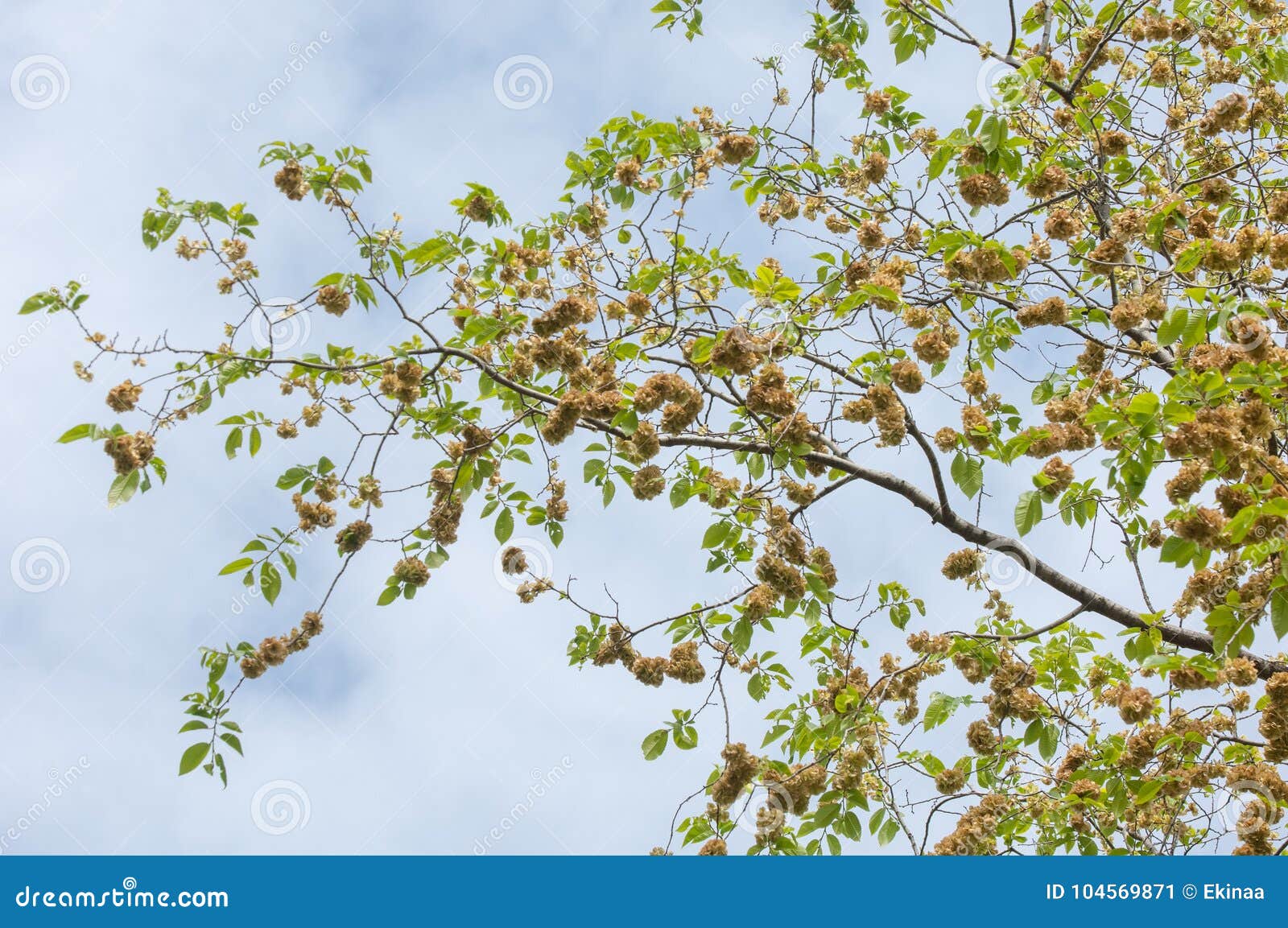 Flowers of Elms, Karagach. Elm Tree, Fruits Stock Image - Image of ...