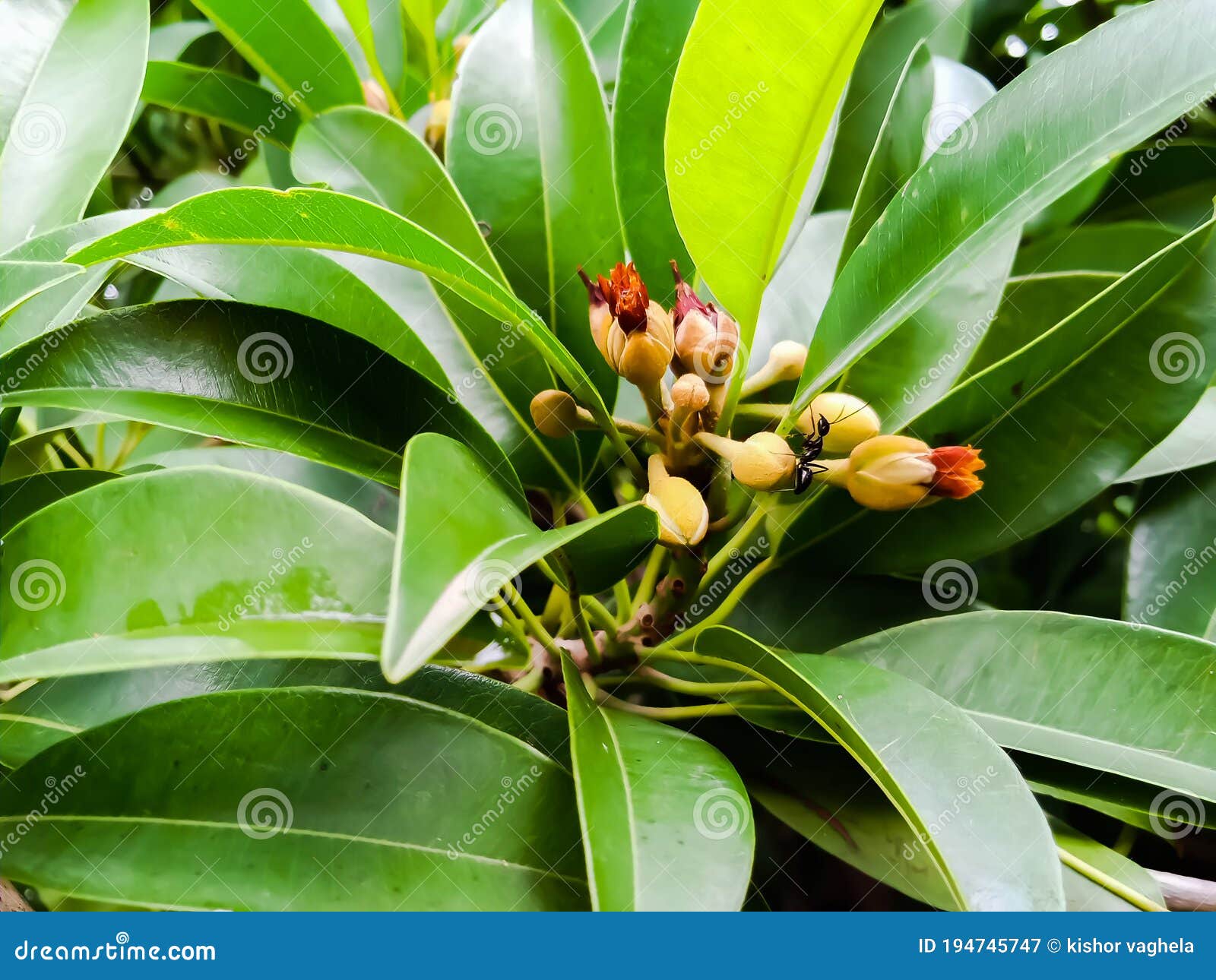 Flowers Emerging in the Trees of Chiku Stock Image - Image of flowers ...