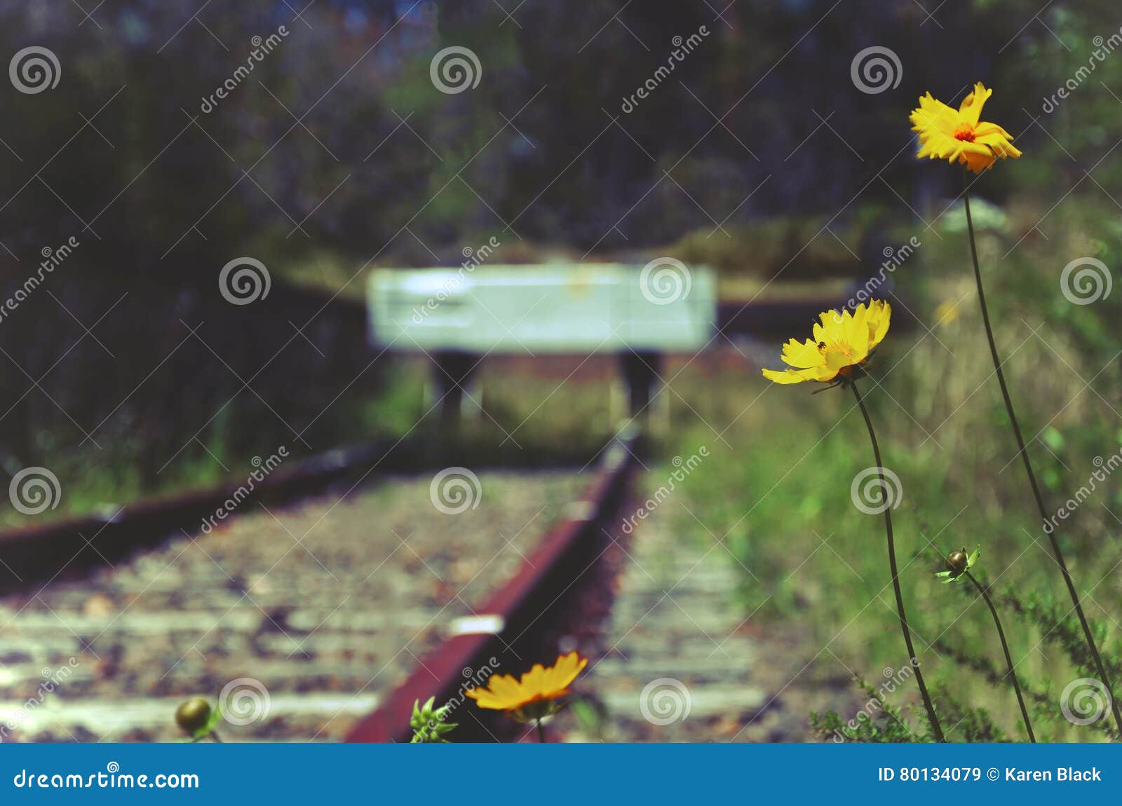 Flowers at the End of the Line Stock Image - Image of siding ...