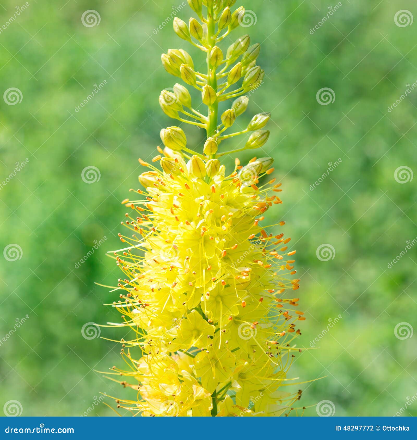 Flowers Eremurus stock photo. Image of bright, yellow - 48297772