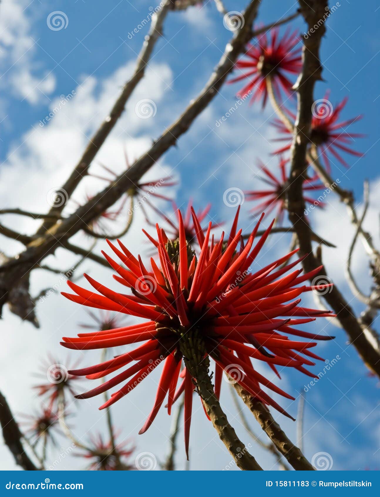 Erythrina Speciosa, Brazilian Fabaceae Stock Photography ...
