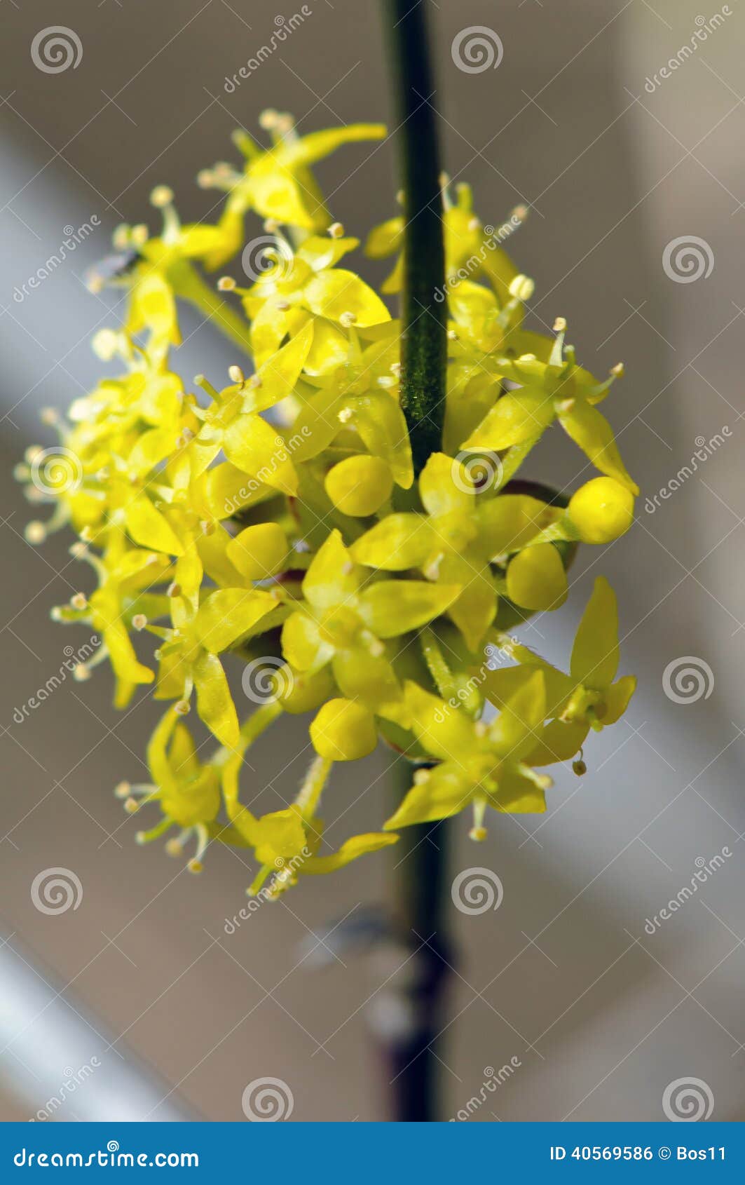 Flowers of European Cornel stock photo. Image of bush - 40569586
