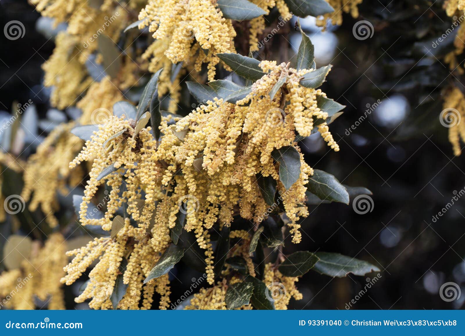 Flowers of an Evergreen Oak Stock Photo - Image of environment, garden ...
