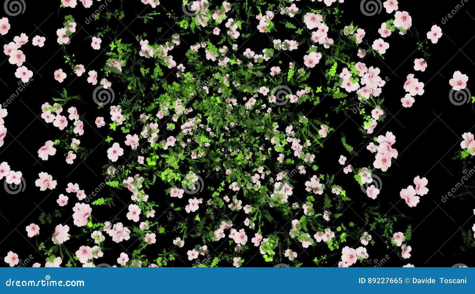 Flowers Explosion Animation Background. Alpha Channel Included. Stock ...