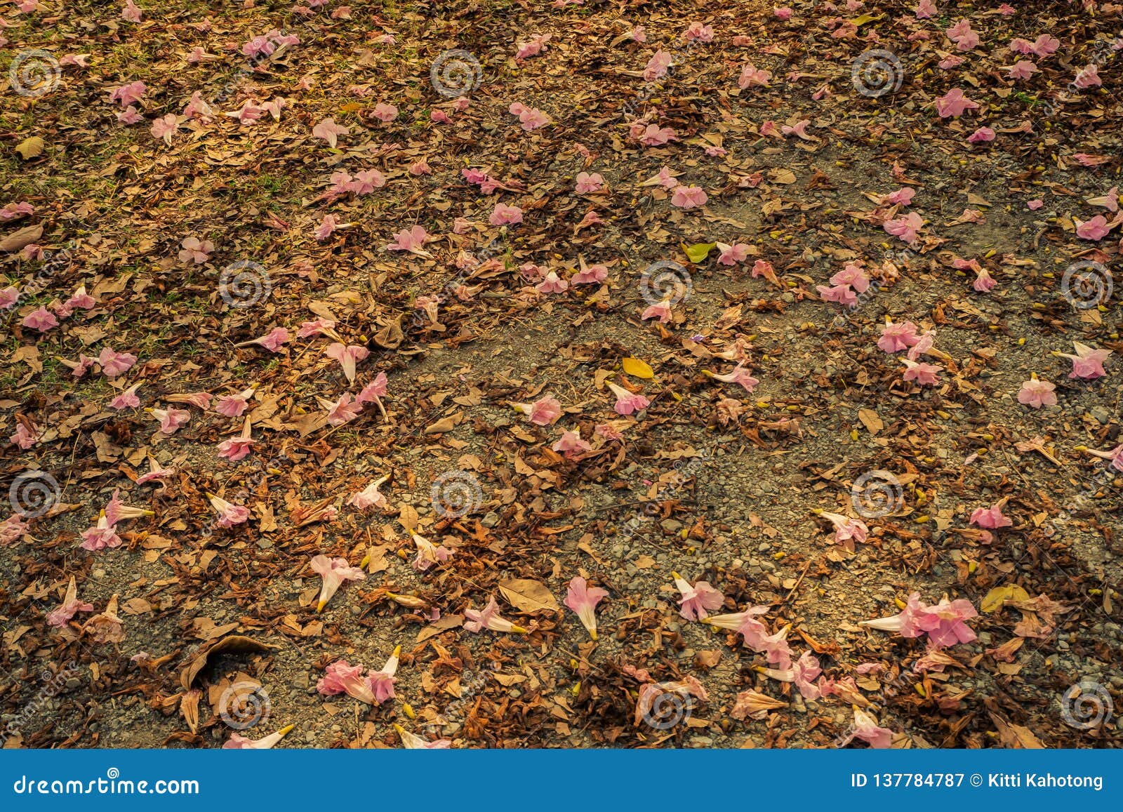 Flowers fall on the ground stock image. Image of leaves - 137784787