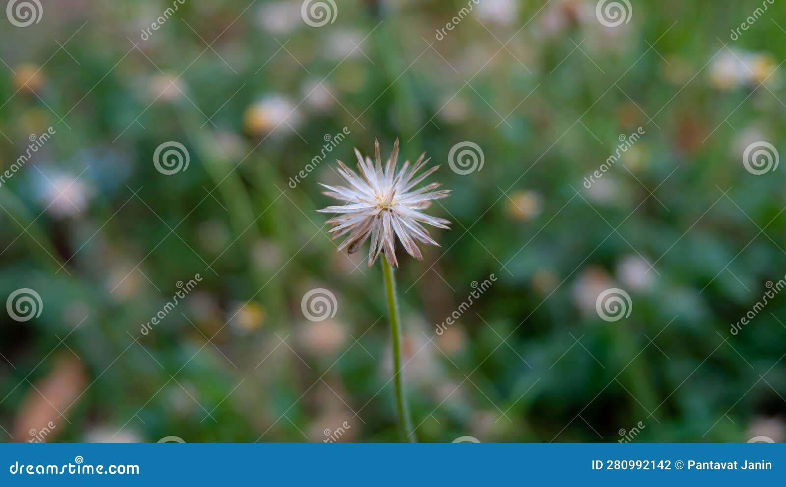 The Tridax Daisy is Falling Flowers Stock Photo - Image of flora, fresh ...