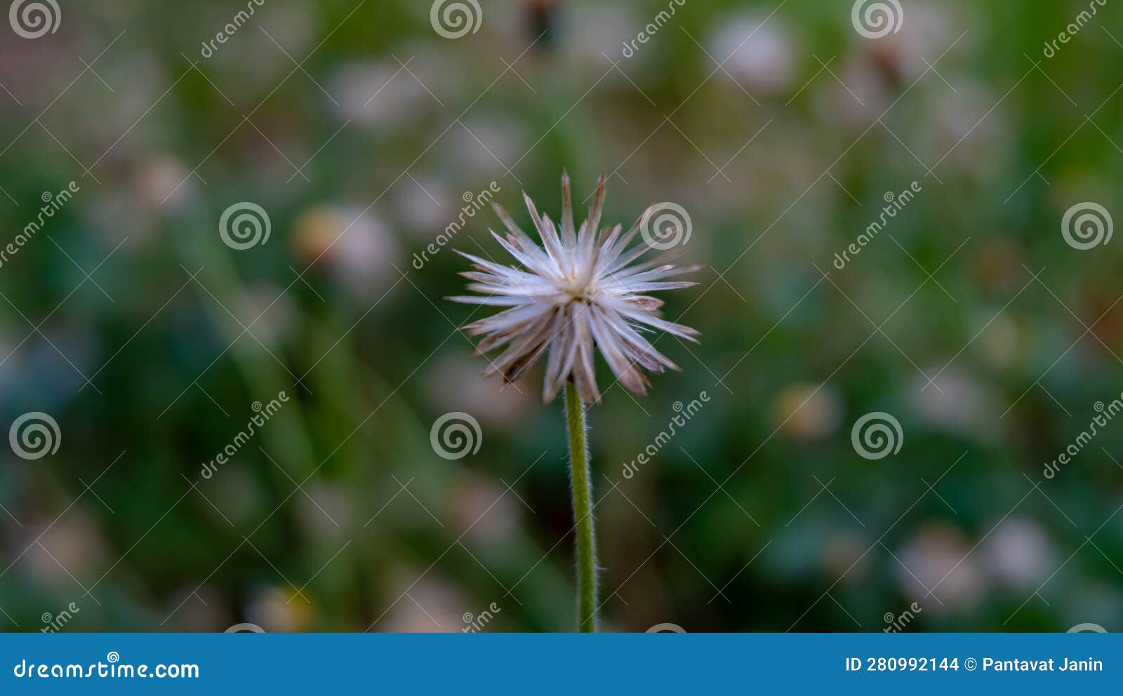 The Flowers are Falling from the Stalks Stock Photo - Image of growth ...