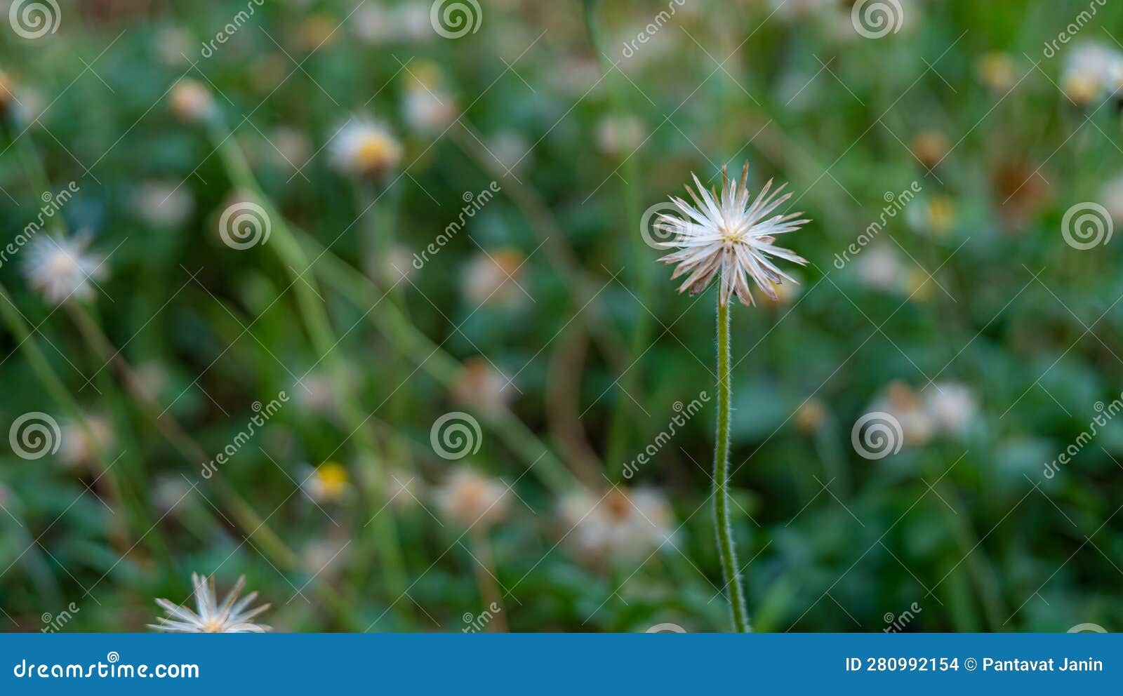 The Tridax Daisy Flowers are Falling Stock Photo - Image of growth ...