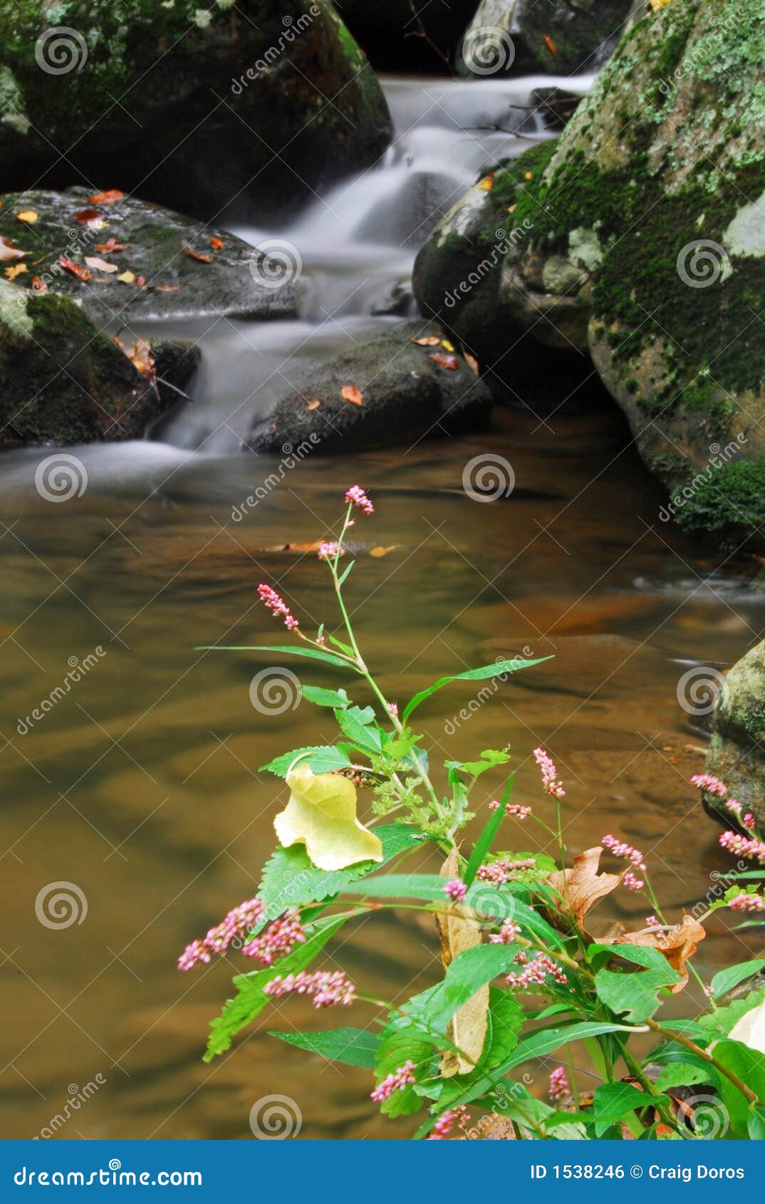 Flowers And Falls Picture. Image: 1538246