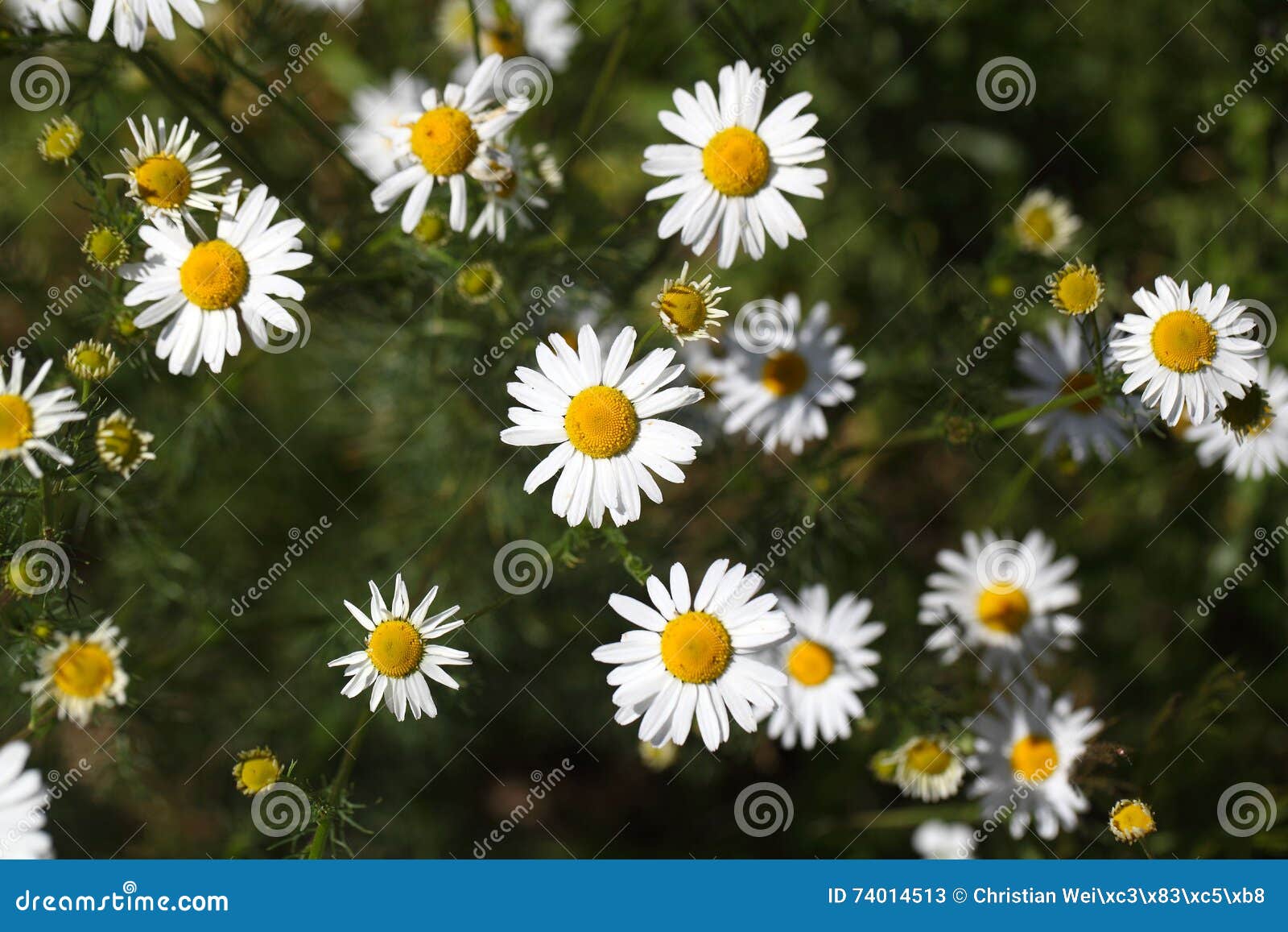 Flowers of a False Chamomile Stock Image - Image of herb, small: 74014513