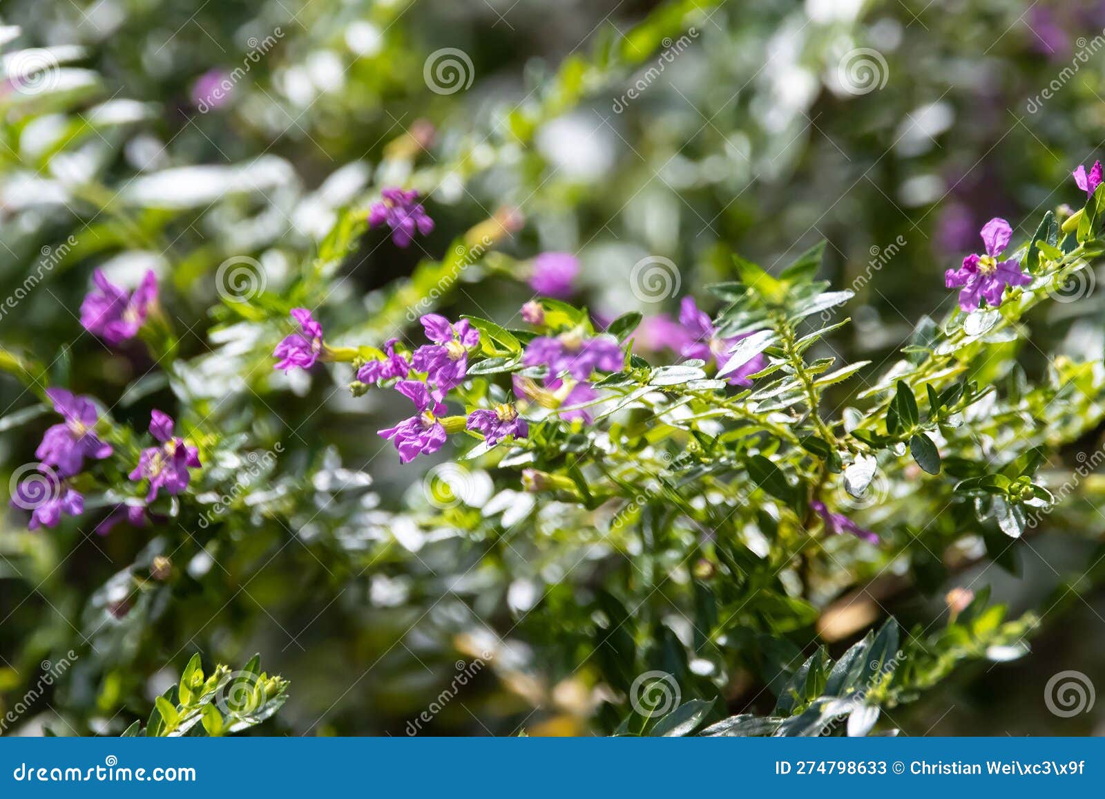 Flowers of a False Heather, Cuphea Hyssopifolia Stock Image - Image of ...