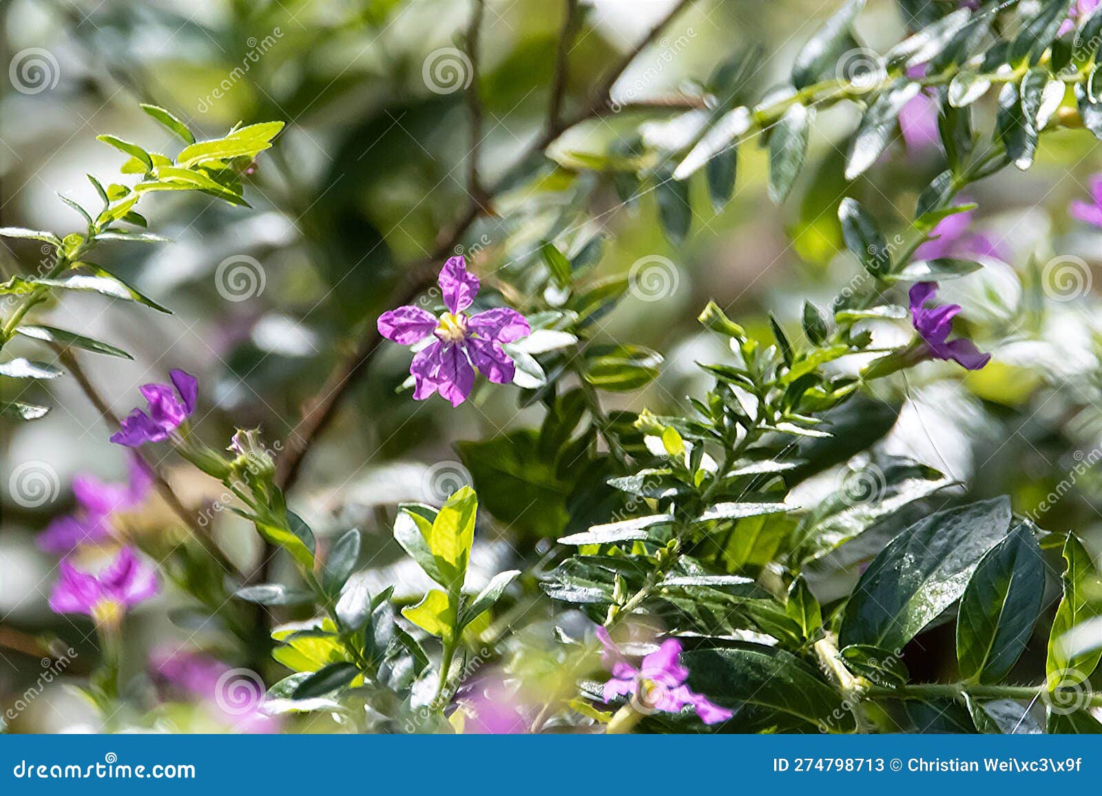 Flowers of a False Heather, Cuphea Hyssopifolia Stock Image - Image of ...