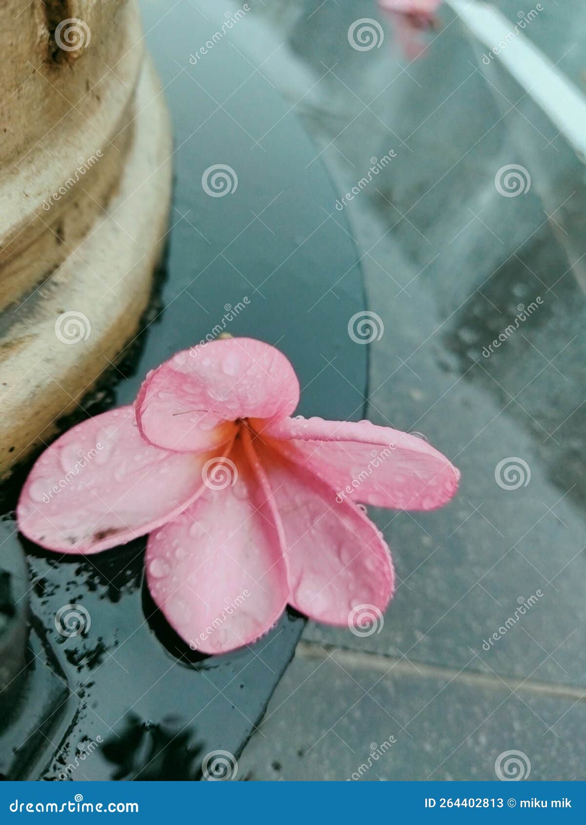 Flowers that Fell when it Rained Yesterday Stock Image - Image of ...