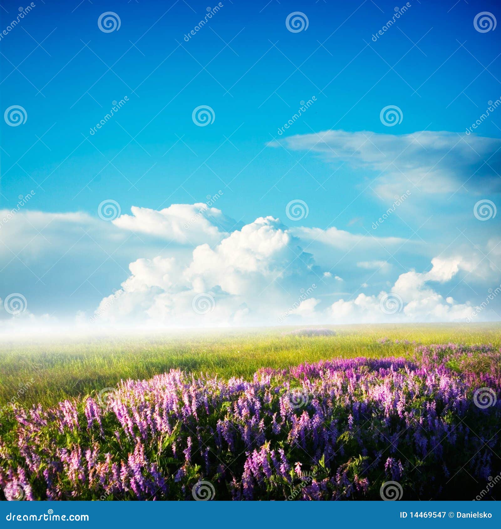 Flowers field stock image. Image of clear, countryside - 14469547