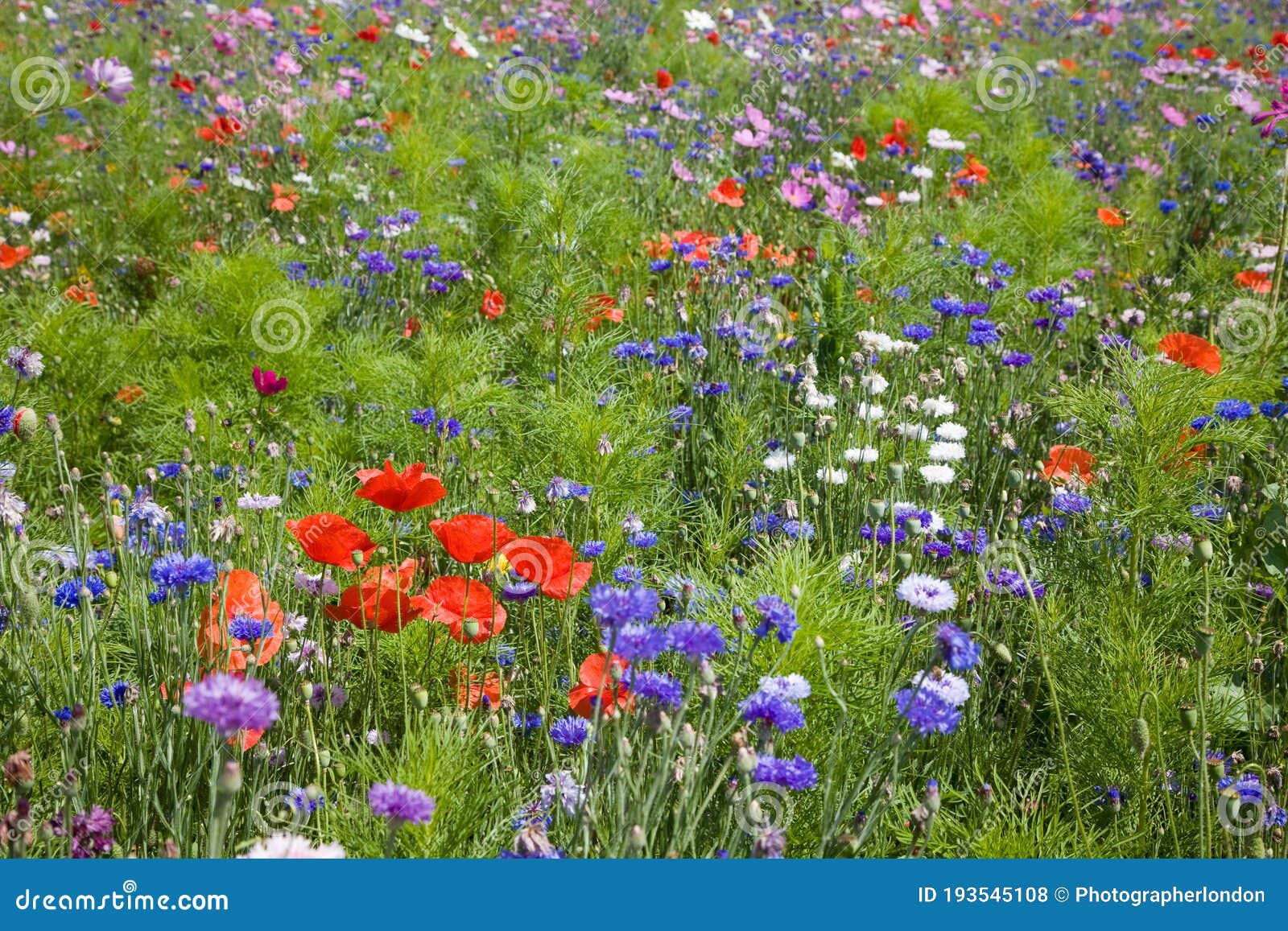 Portrait of Flowers in Field Stock Photo - Image of attractive, dress ...