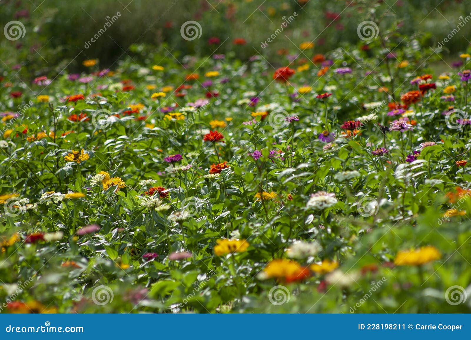 Flowers in Field in Local Park. Stock Image - Image of colors, daisy ...