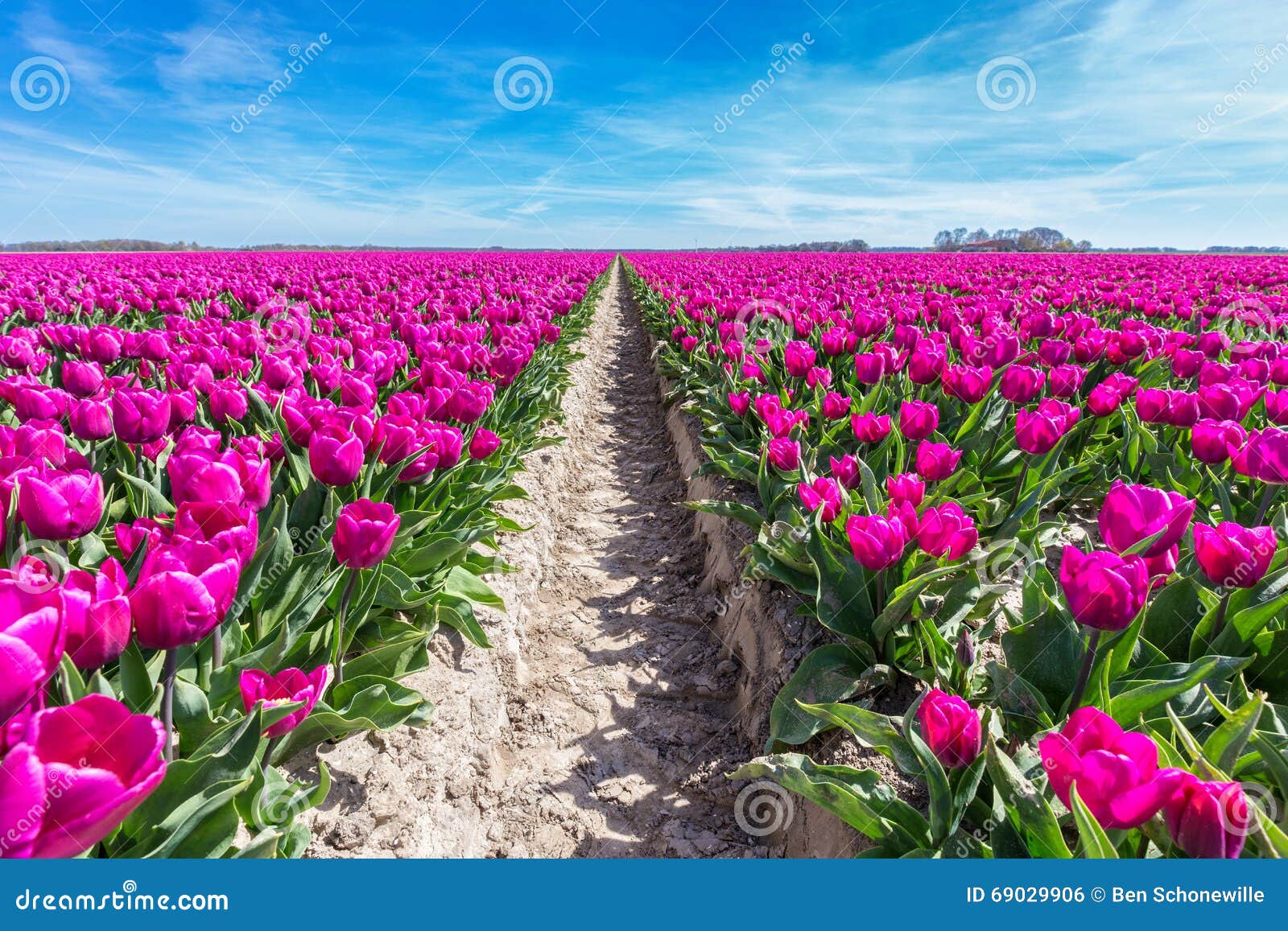 Flowers Field with Purple Tulips and Path Stock Photo - Image of beauty ...