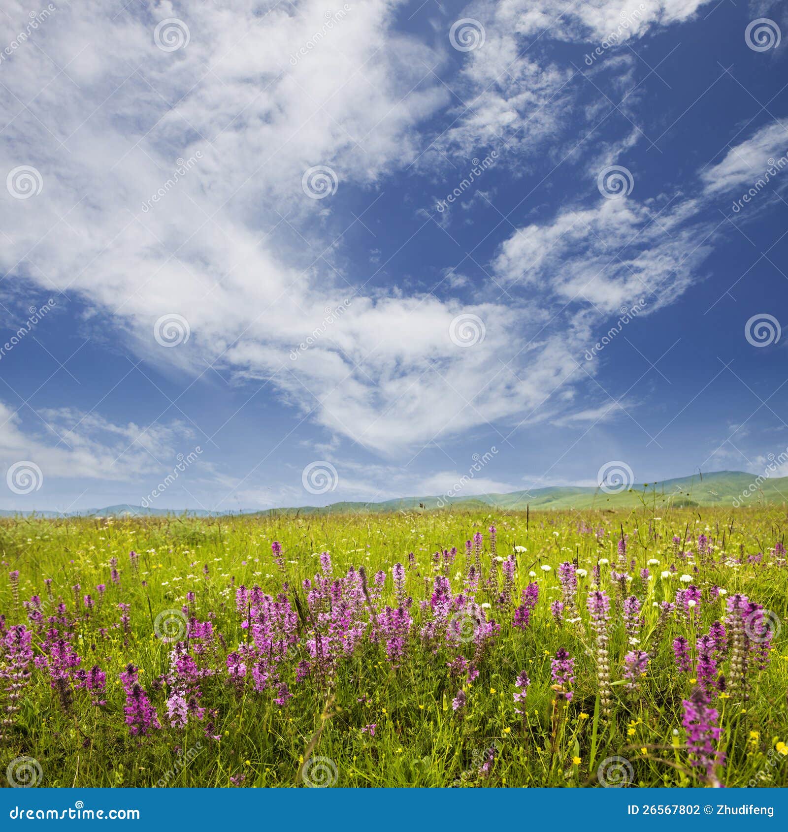 Flowers field with sky stock photo. Image of green, garden - 26567802