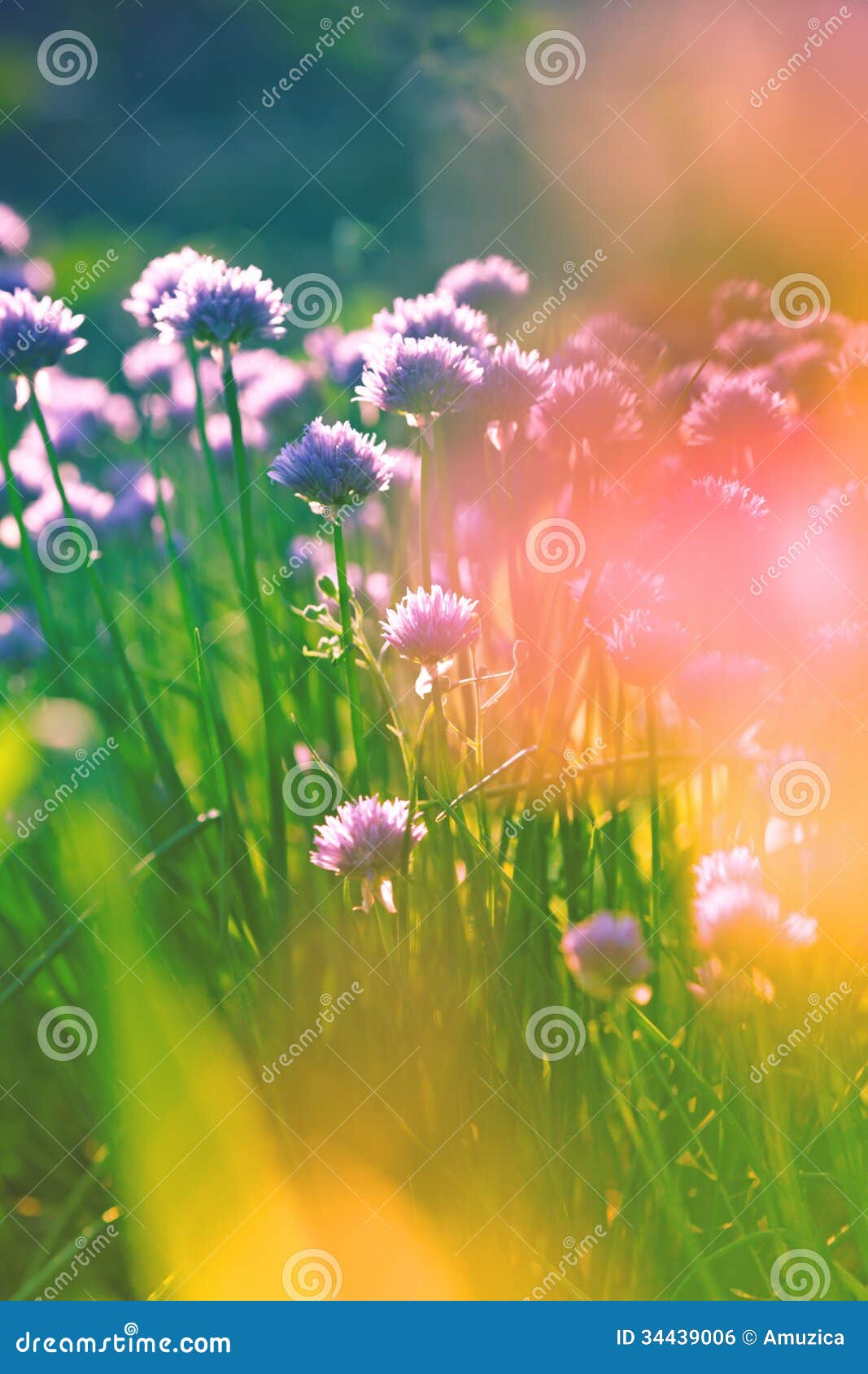 Flowers Field Under the Morning Sunlight Stock Photo - Image of fresh ...