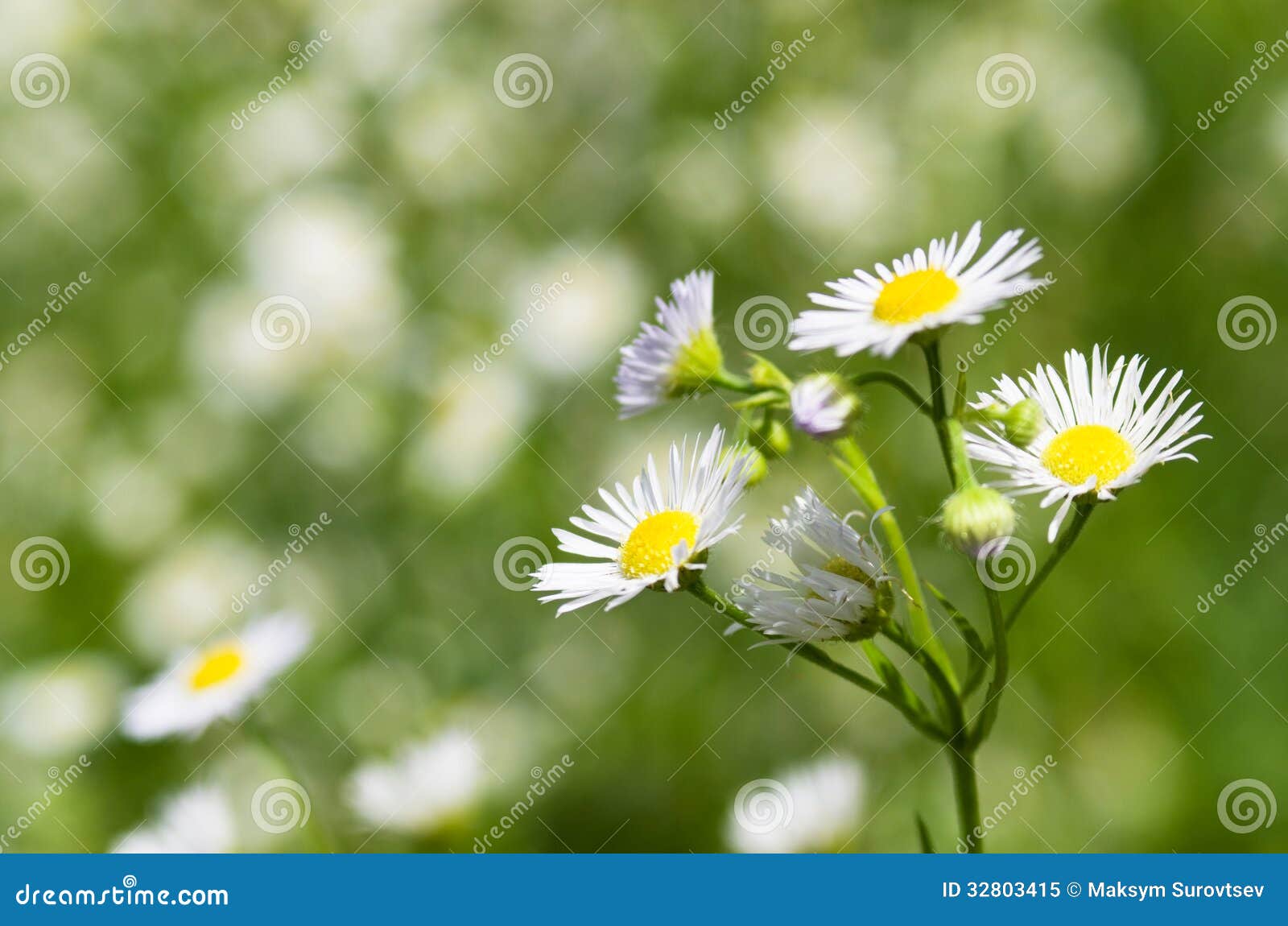 Flowers the field stock image. Image of pasture, pattern - 32803415