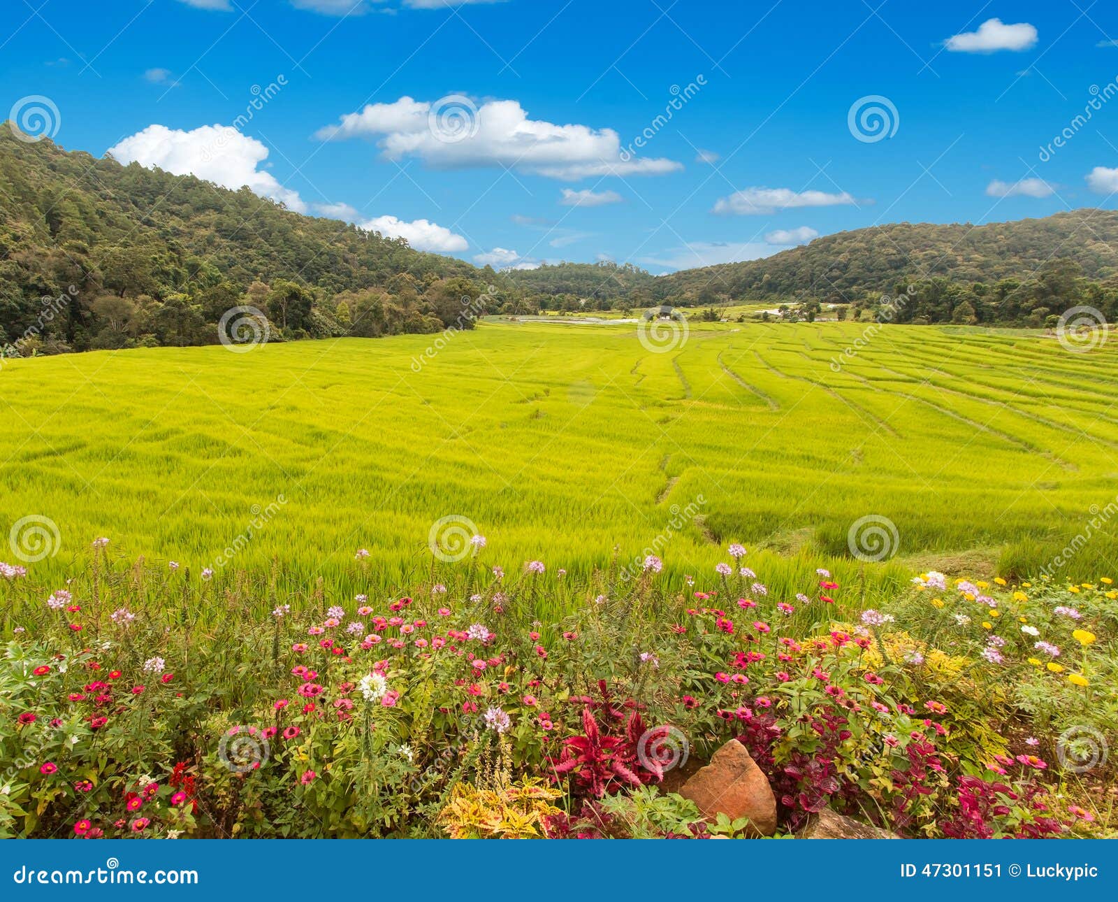 Flowers and Fields in the Mountains Stock Image - Image of countryside ...