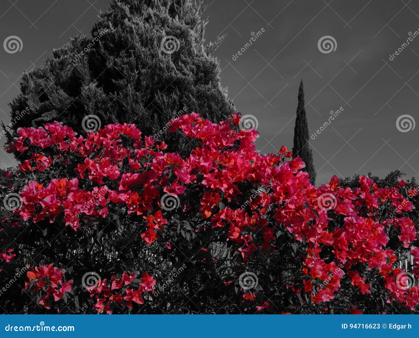 Flowers of fire stock image. Image of pure, dramatic - 94716623