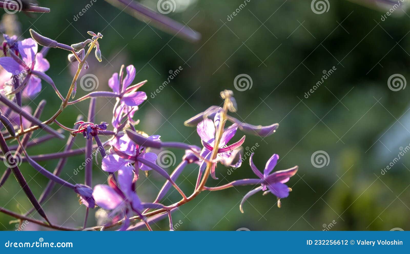 Flowers of fireweed stock photo. Image of purple, uncultivated - 232256612