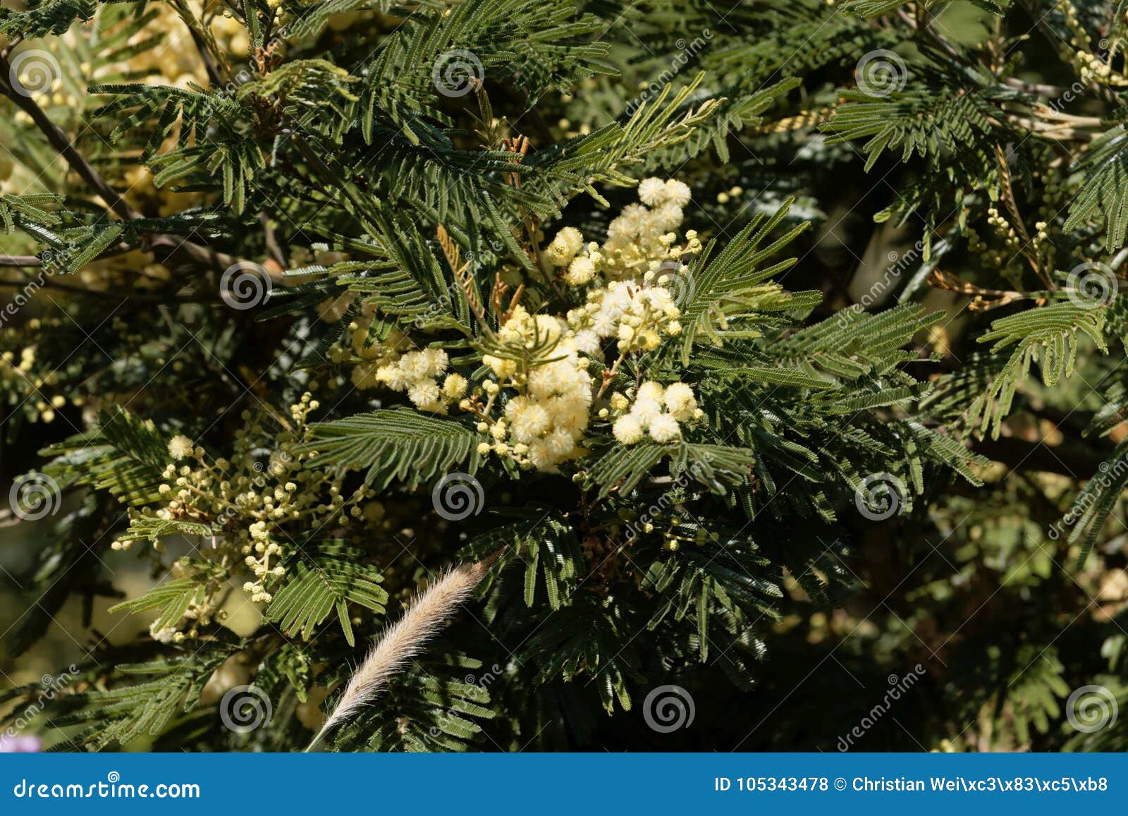 Flat-top Acacia Acacia Abyssinica Stock Photo - Image of east, macro ...