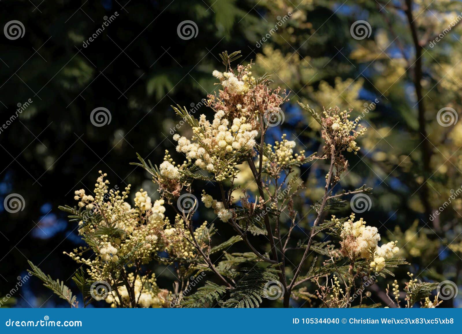Flat-top Acacia Acacia Abyssinica Stock Photo - Image of ornamental ...