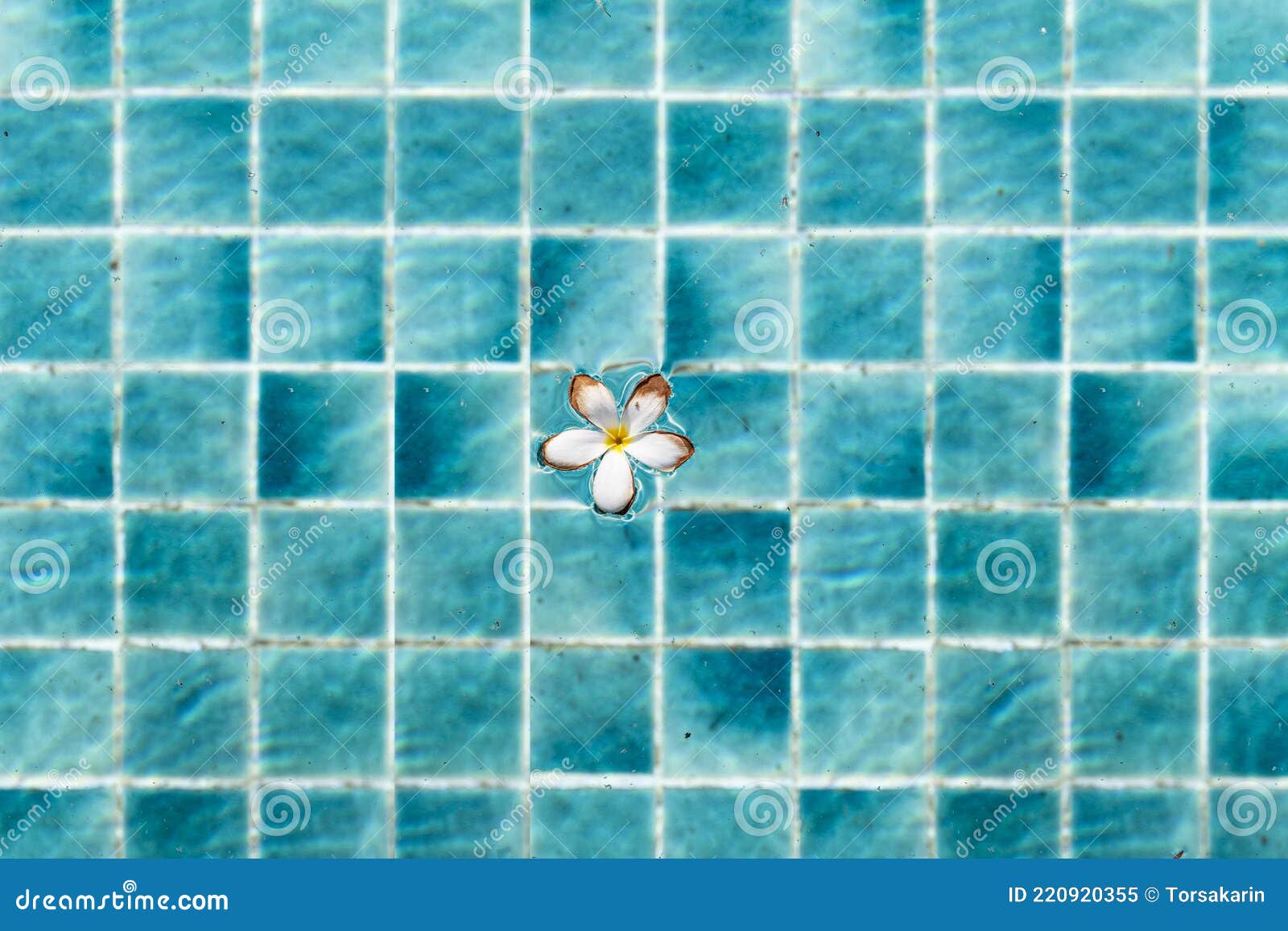 Flowers Float in the Water at the Pool Inside the Hotel Stock Image ...