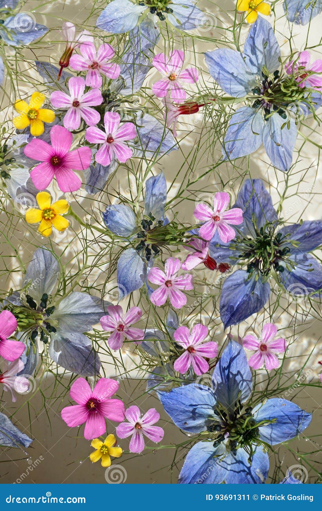 Flowers floating in water stock image. Image of shadow - 93691311