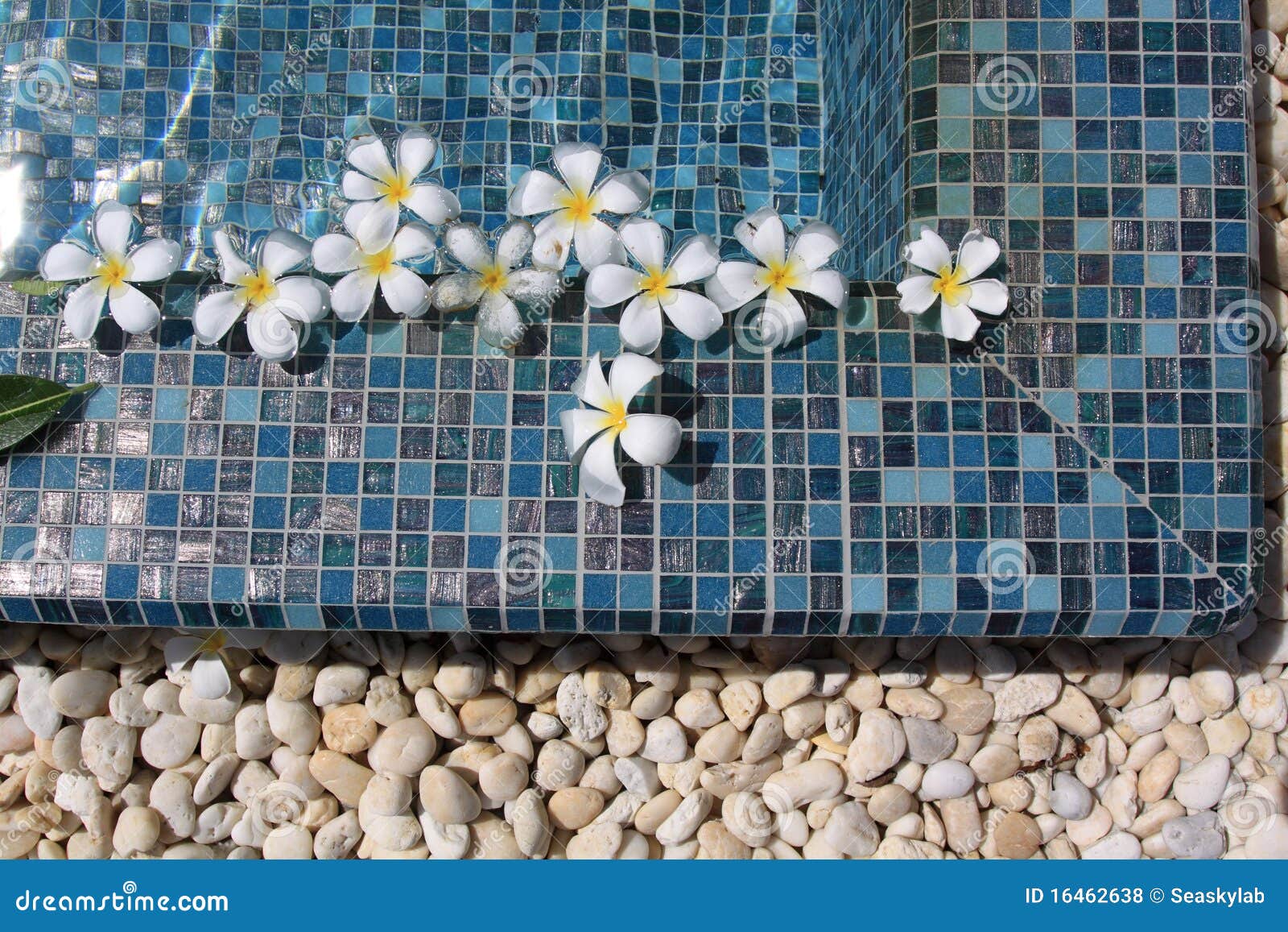 Flowers Floating in Swimming Pool Stock Photo - Image of blue, pigment ...