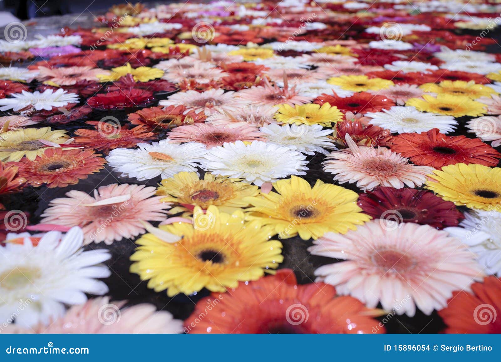 Flowers floating on water stock photo. Image of coloured - 15896054
