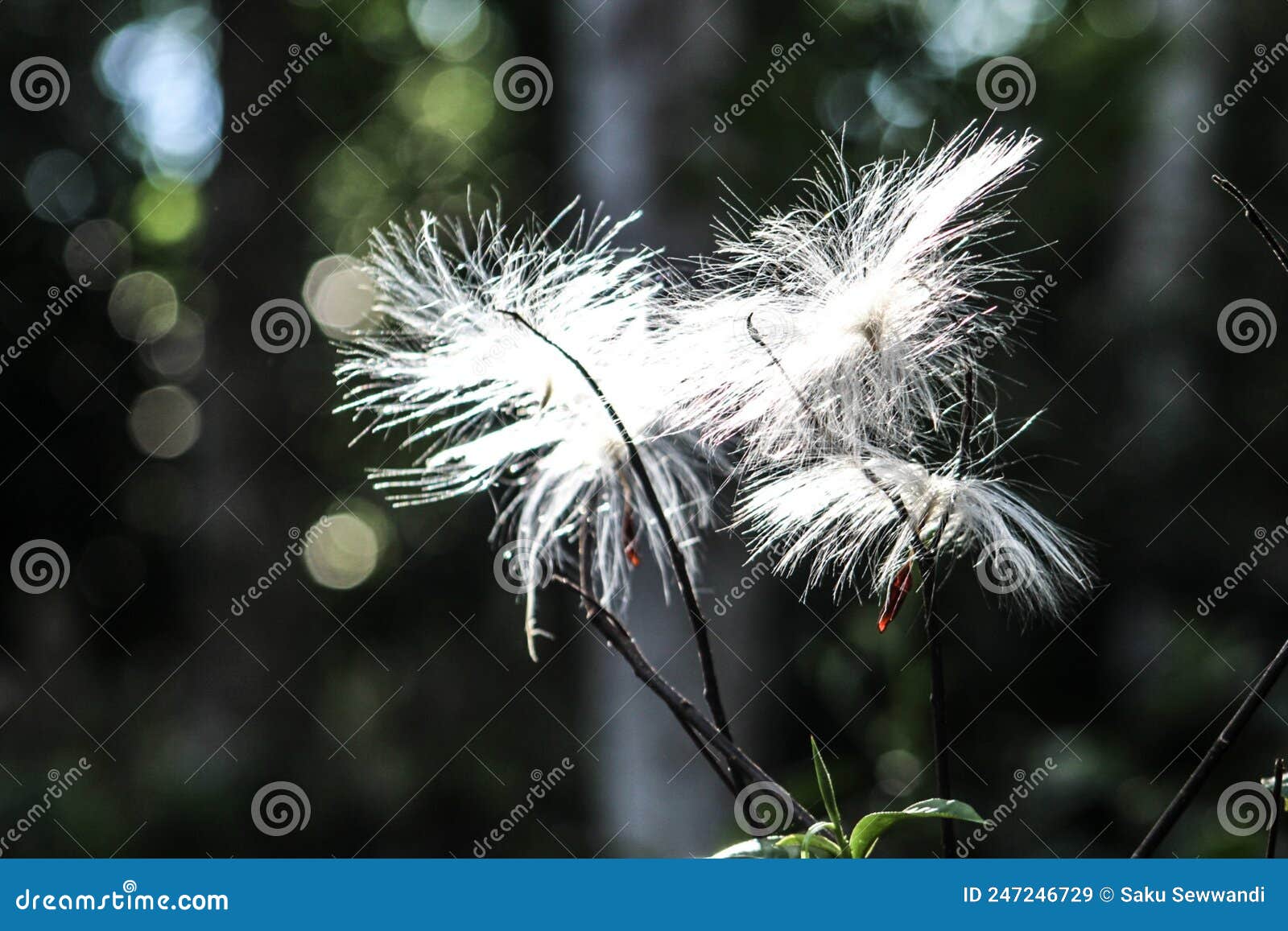 Flowers Floating in the Wind Stock Image - Image of twig, blossom ...