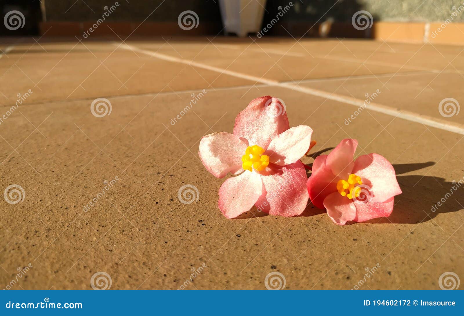 Flowers on the Floor of the Backyard Stock Photo - Image of fresh ...
