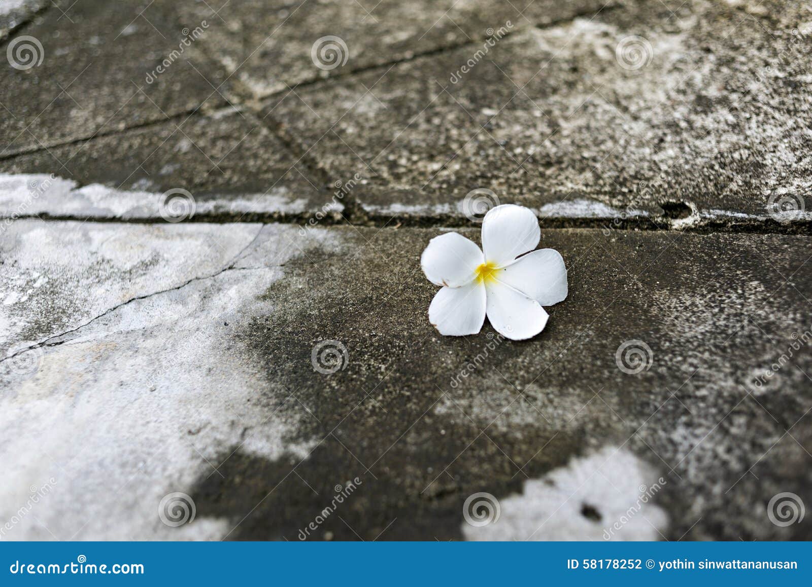 Flowers on the floor stock photo. Image of floor, flowers - 58178252