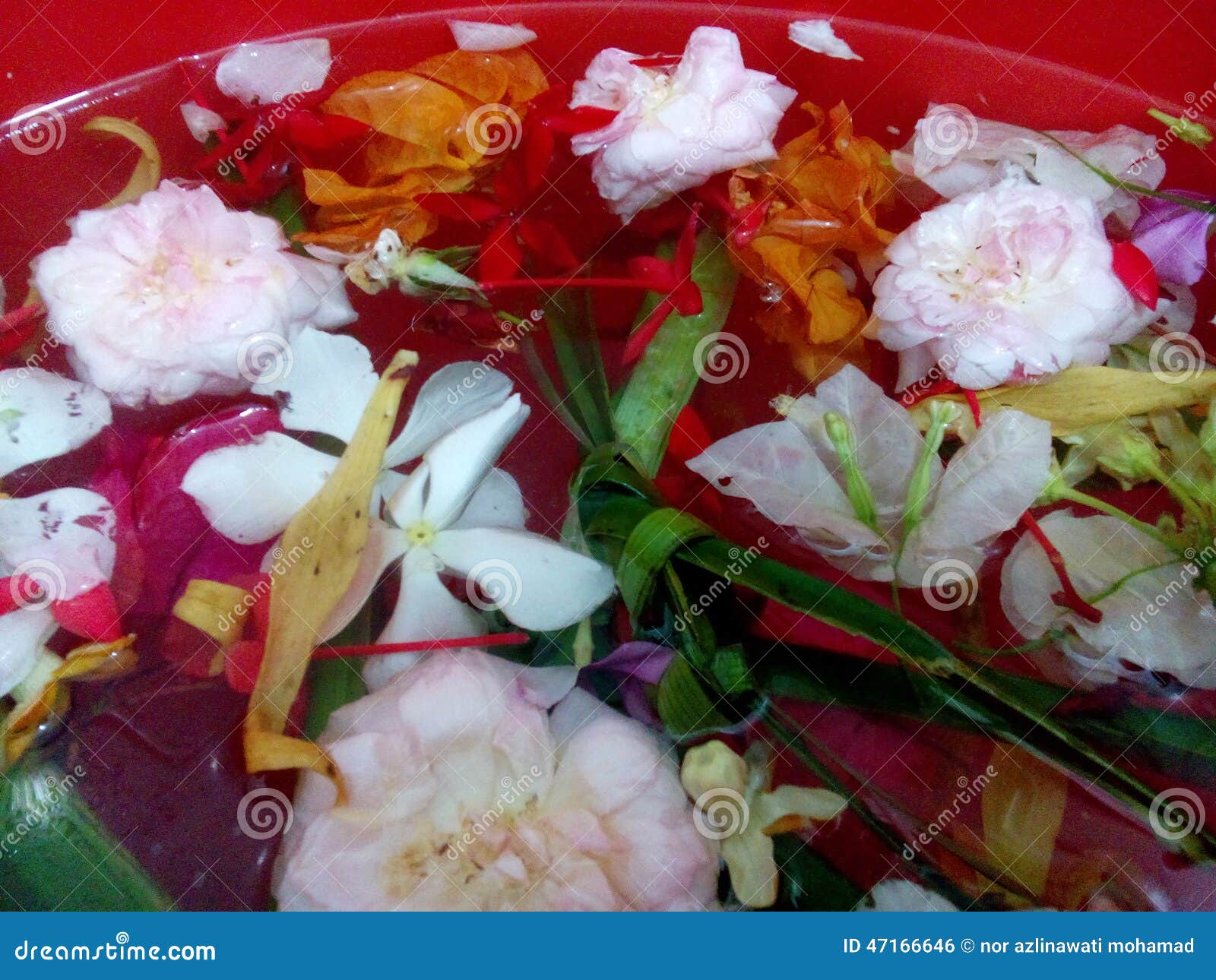 Flowers stock photo. Image of bath, flower, water, energizing - 47166646