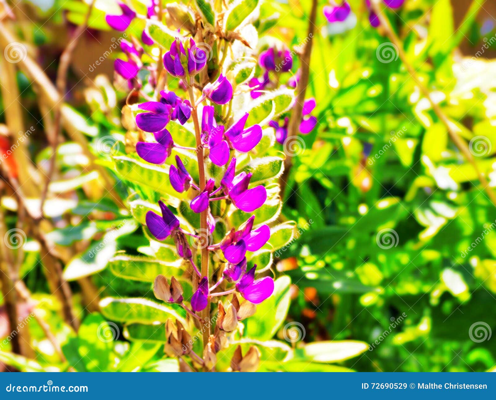 Flowers stock image. Image of flower, flora, flowers - 72690529