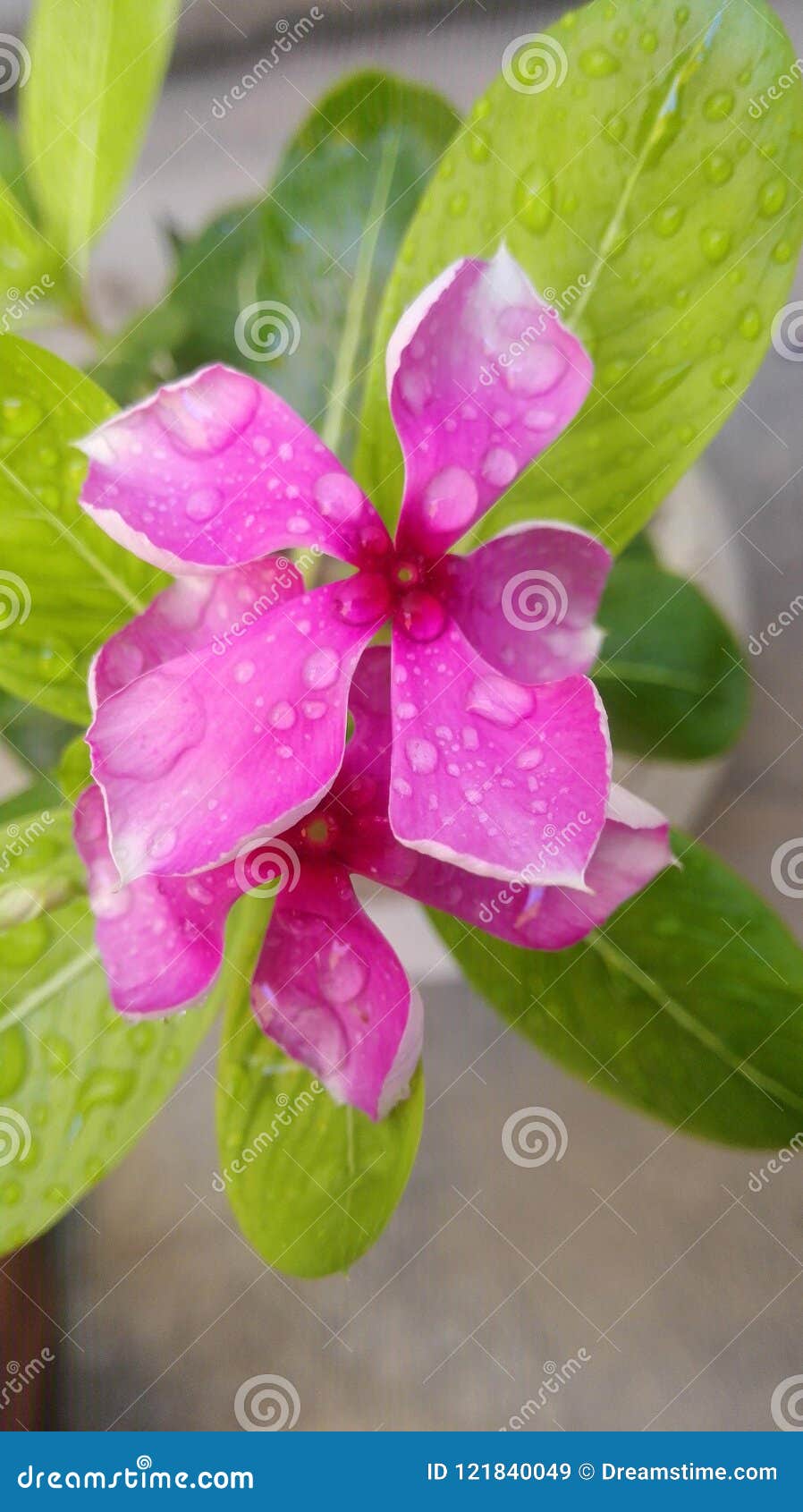 Flowers stock image. Image of flowers, sadabahar, gulab - 121840049