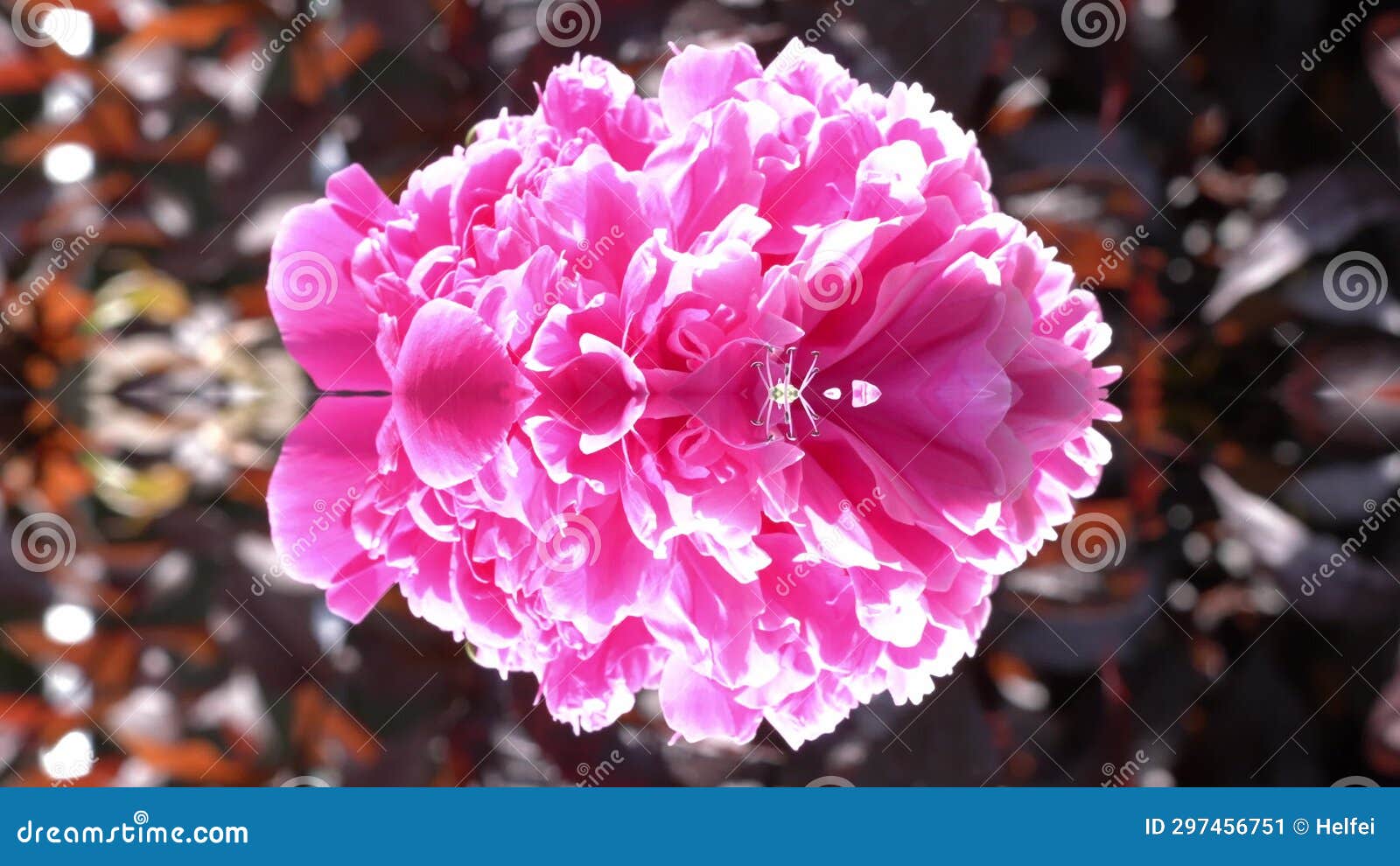 Flowers and Flower Meadows in Imaginative Processing, Romantically and ...