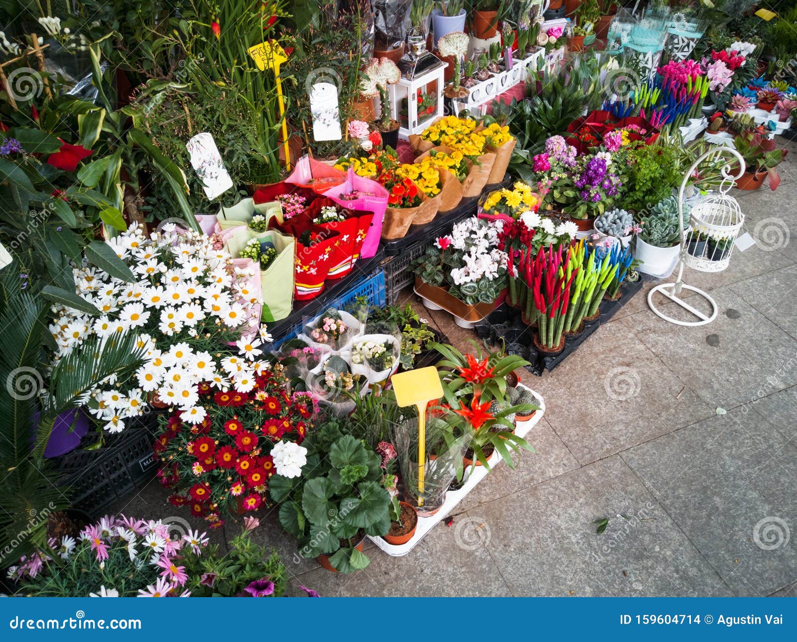 Flowers in a flower shop stock photo. Image of fresh - 159604714