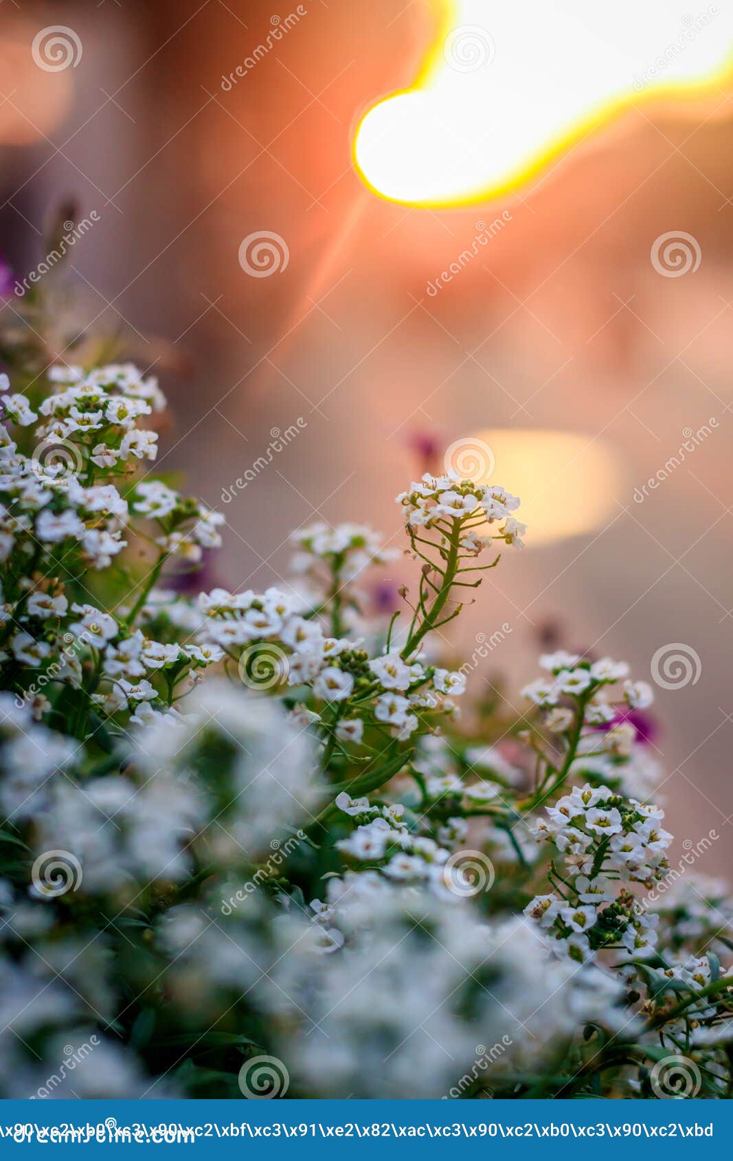 Flowers in a Flowerbed Pot at Sunset. Beautiful Flowers at Sunset Stock ...
