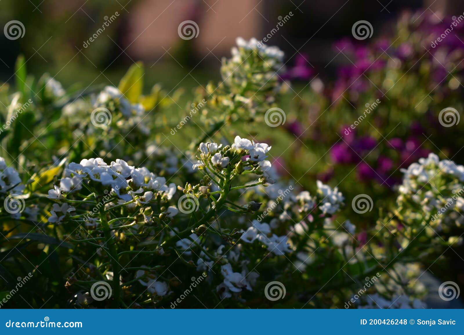 Flowers in focus stock photo. Image of leaf, lilac, green - 200426248