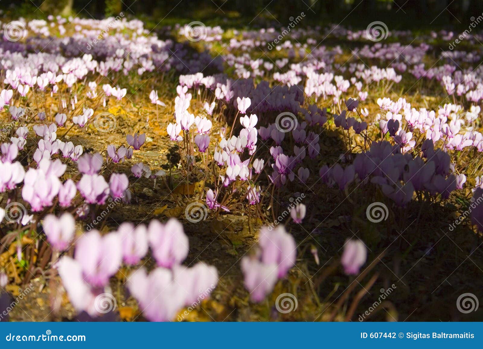 Flowers in the forest stock photo. Image of flower, plant - 607442