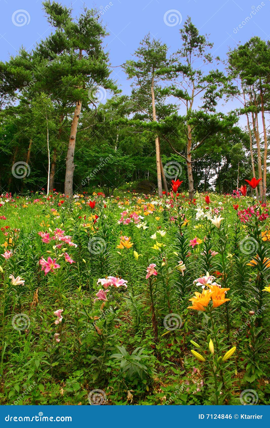 Flowers in a forest stock photo. Image of summer, spring - 7124846